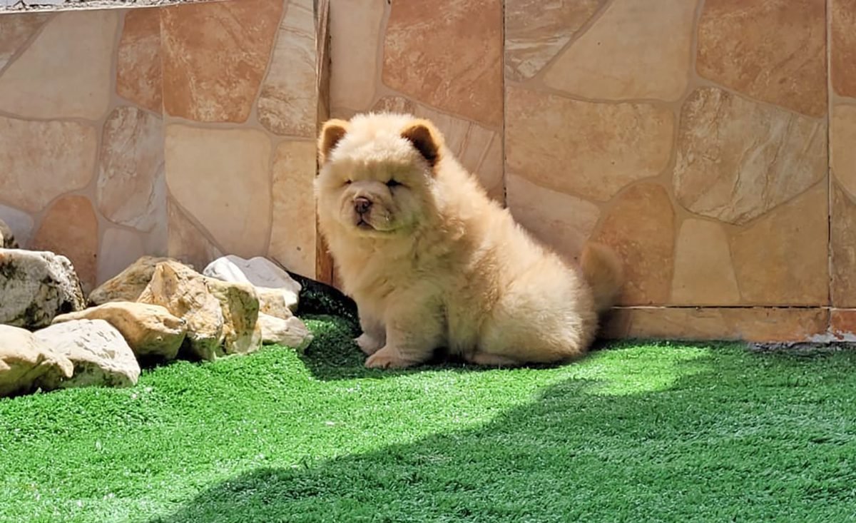 A História do Chow Chow - Tsunami Chows